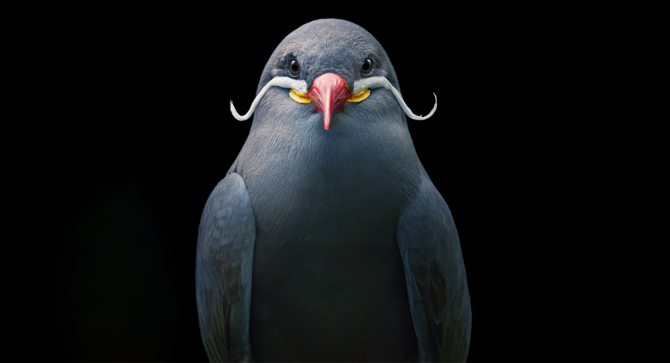 with Tim Flach on Birds | Wex Events